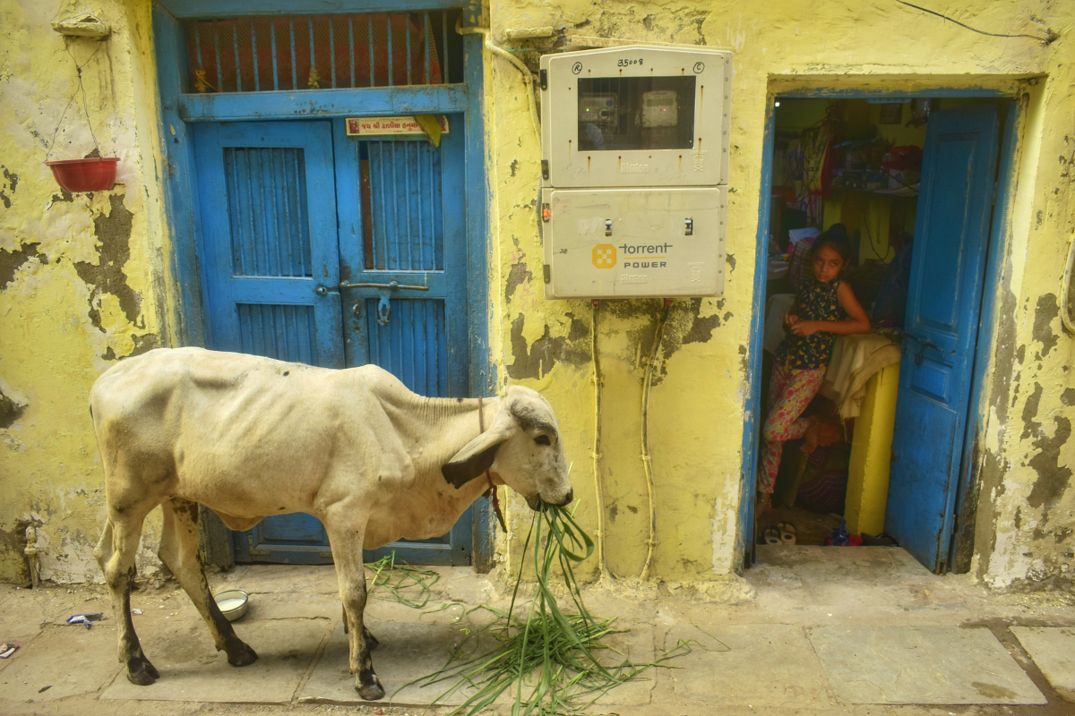 A Sick Cow and the Gospel Open Hearts to Jesus - Harvesters Ministries